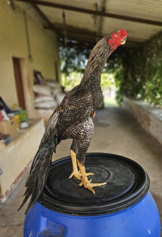 Parrot Beak Aseel: A Complete Guide to This Unique and Majestic Chicken ...